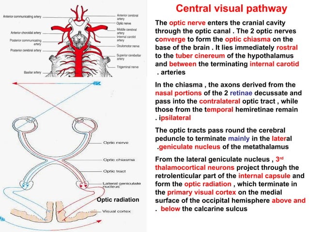Anatomy of visual pathways an eye presentation | PPT