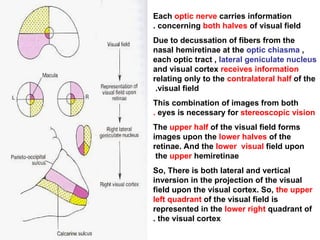 Anatomy of visual pathways an eye presentation | PPT