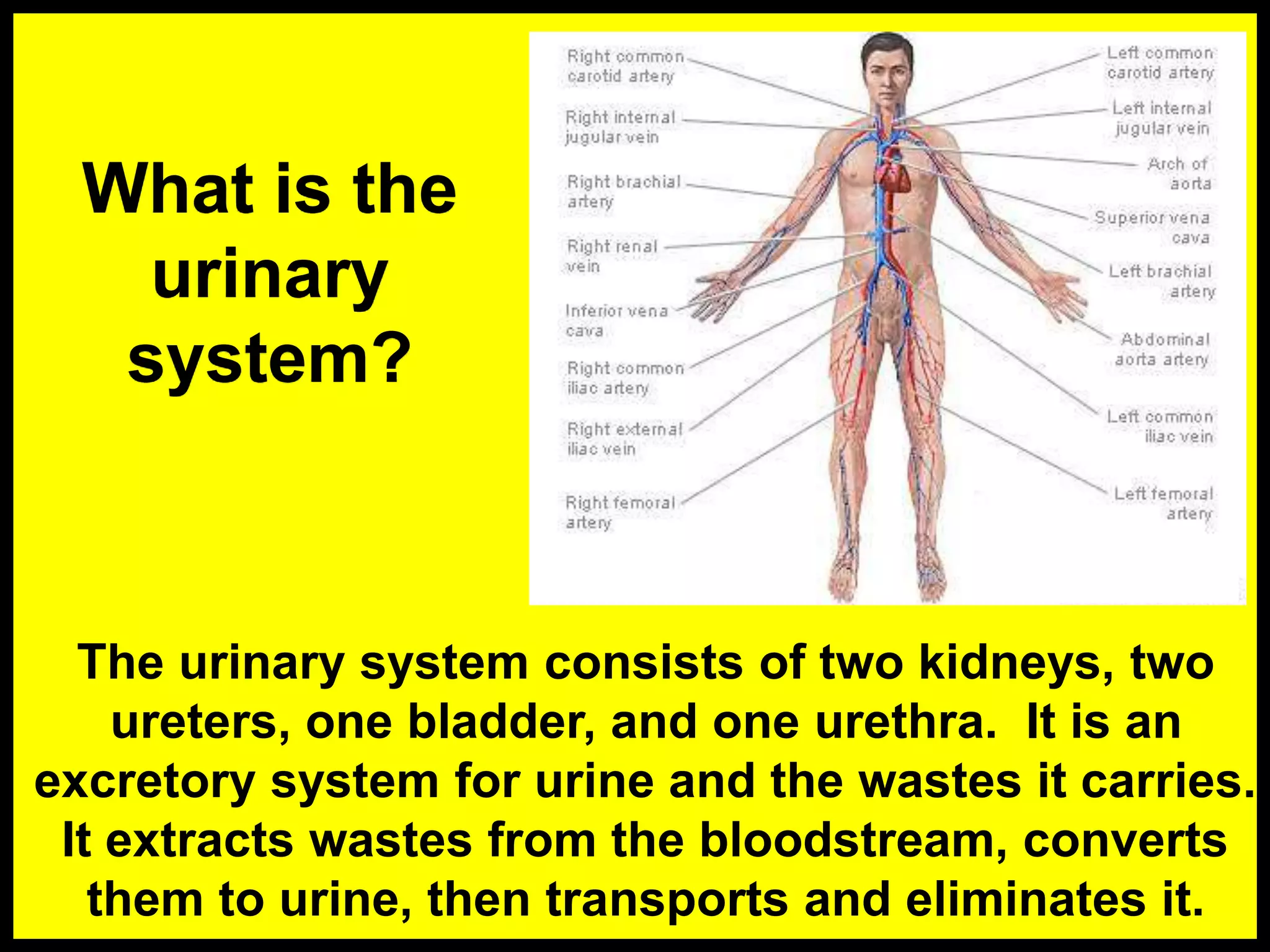 180-anatomy-uninary-system.ppt
