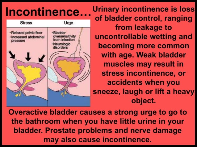 180-anatomy-uninary-system.ppt