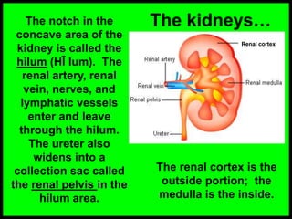 180-anatomy-uninary-system.ppt