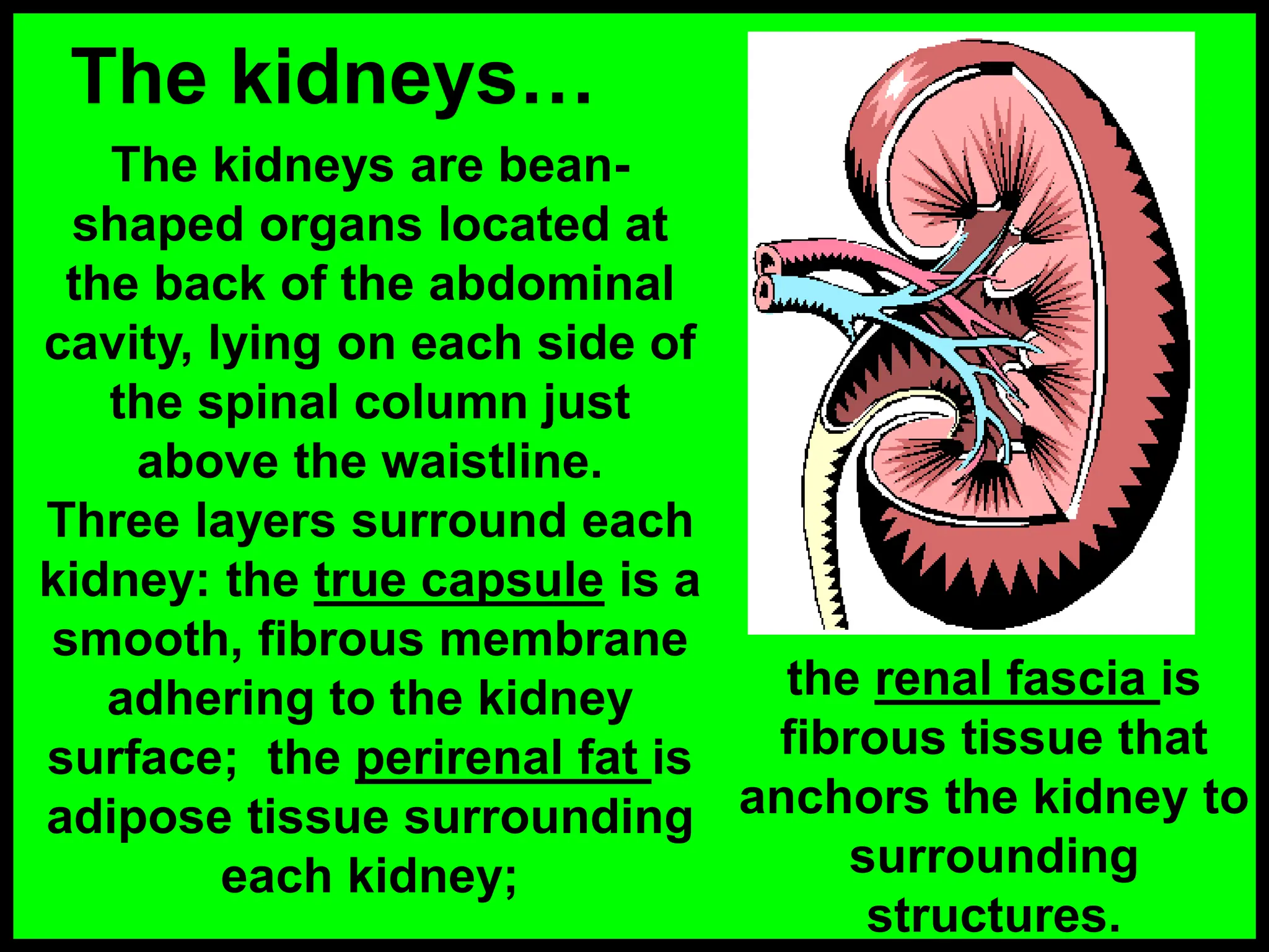 MedicoKidney anatomy-uninary-system.pptx