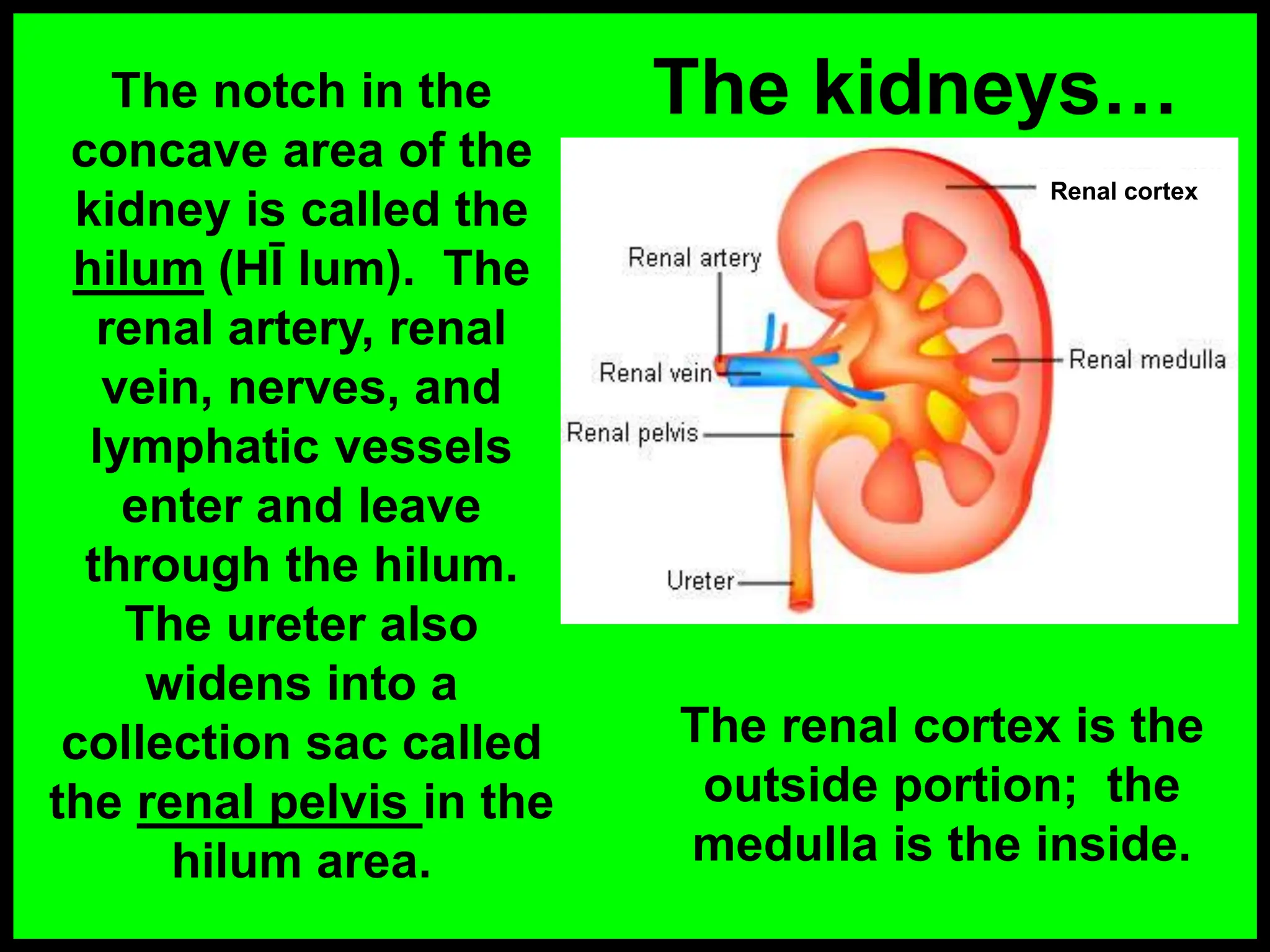 MedicoKidney anatomy-uninary-system.pptx
