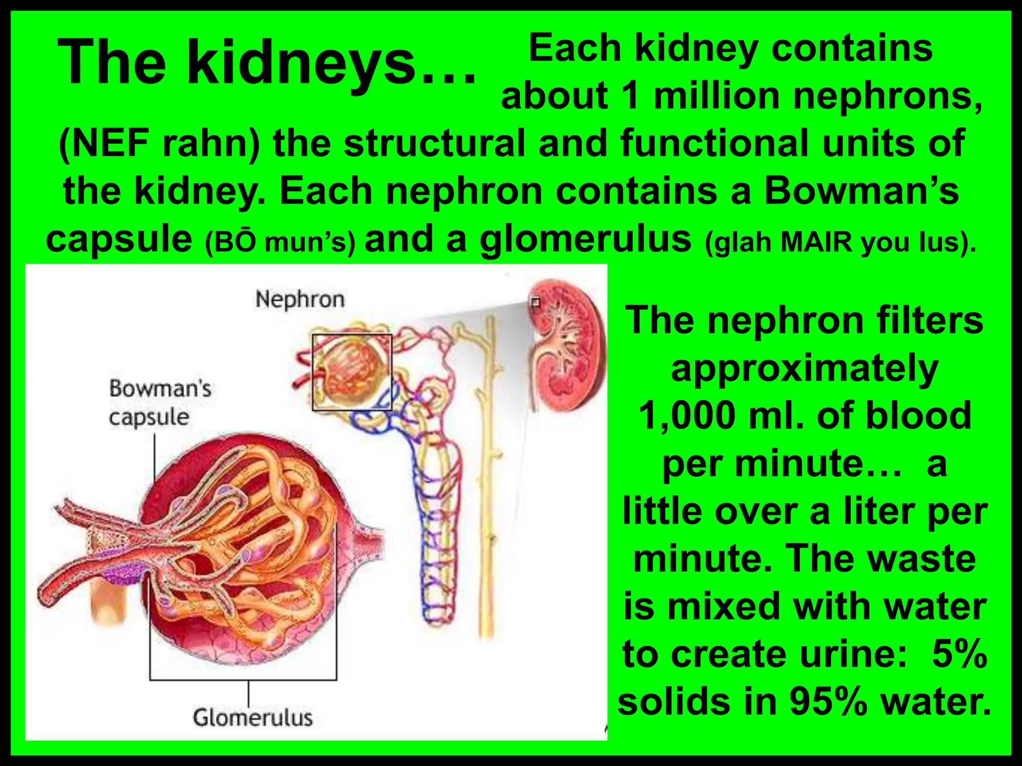 MedicoKidney anatomy-uninary-system.pptx