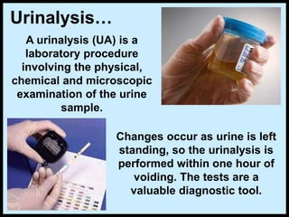 MedicoKidney anatomy-uninary-system.pptx