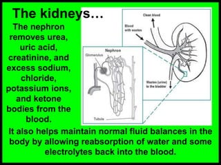 MedicoKidney anatomy-uninary-system.pptx
