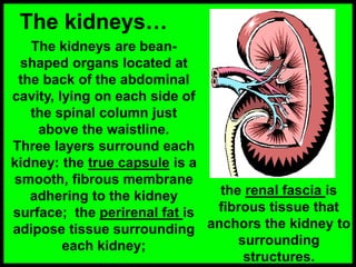 MedicoKidney anatomy-uninary-system.pptx