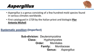 a presentation on the genus aspergillus | PPTX