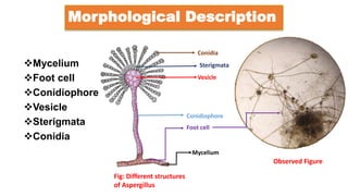 a presentation on the genus aspergillus | PPTX