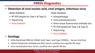 Dr. Jianqiang Zhang - Improvement of PRRSV Isolation from Clinical ...