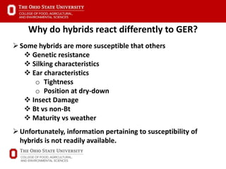 Dr. Pierce Paul - Corn Disease Issues And Solutions | PPT