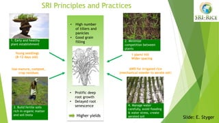 1806 - System of Rice Intensification (SRI) Research: What's New and ...