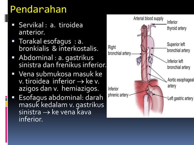 Esofagoskopi dan bronkoskopi THT pada kegawatdaruratan | PPT