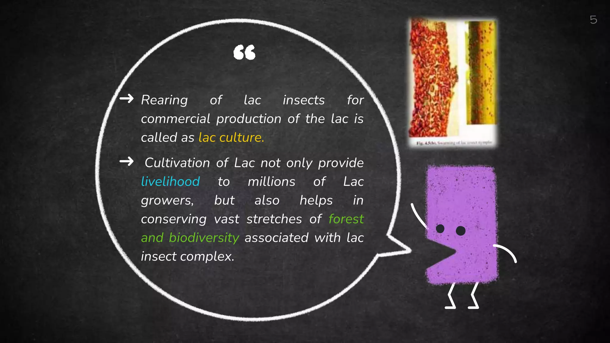 Lac INSECT and it's morphology | PPTX