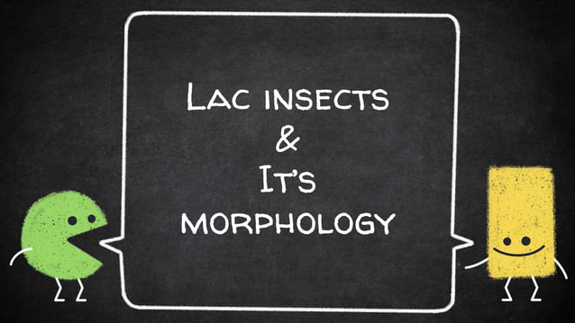 Lac INSECT and it's morphology | PPTX