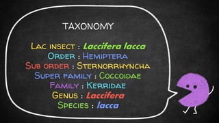Lac INSECT and it's morphology | PPTX