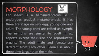 Lac INSECT and it's morphology | PPTX