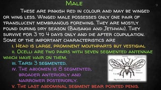 Lac INSECT and it's morphology | PPTX