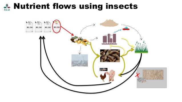 Insect assisted organic waste management - A circular economic approa…