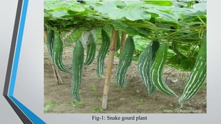 Morphology and Production Technology of Snake Gourd | PPTX