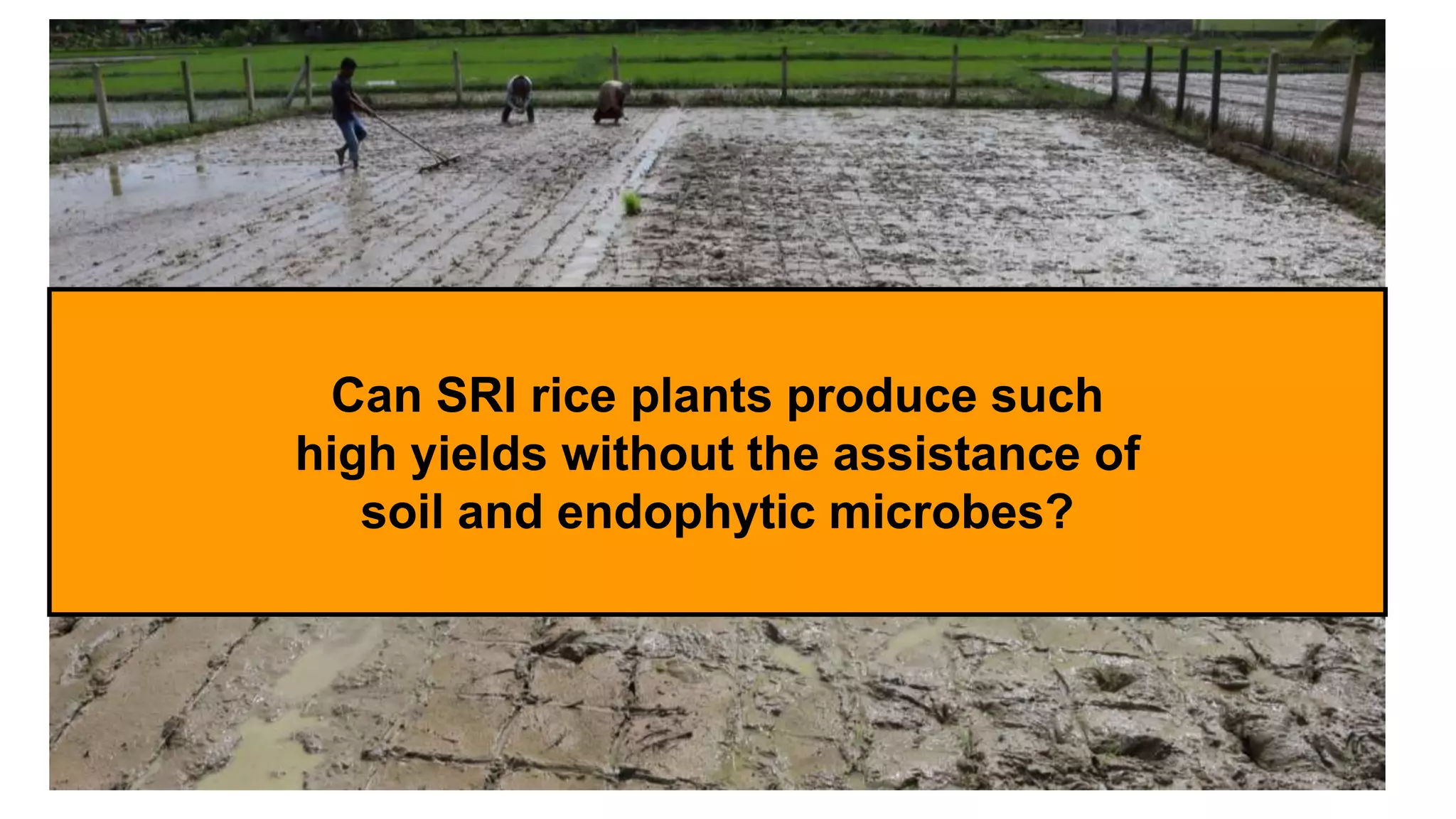 1809 - Physiological Effects and Transcriptomic Profiling of Rice Plant ...