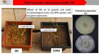 1809 - Physiological Effects and Transcriptomic Profiling of Rice Plant ...