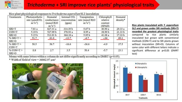 1809 - Physiological Effects and Transcriptomic Profiling of Rice Plant ...