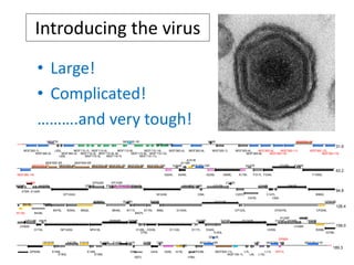 Dr. Chris Oura - African Swine Fever – a real and present global threat ...