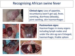 Dr. Chris Oura - African Swine Fever – a real and present global threat ...