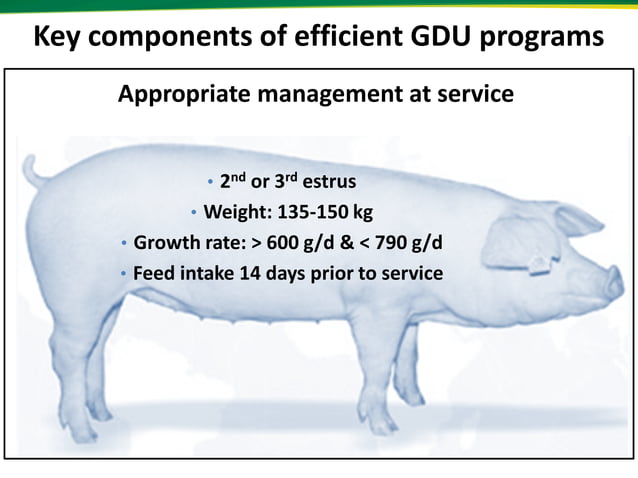 Jennifer Patterson - Improving Efficiencies of Replacement Gilt ...