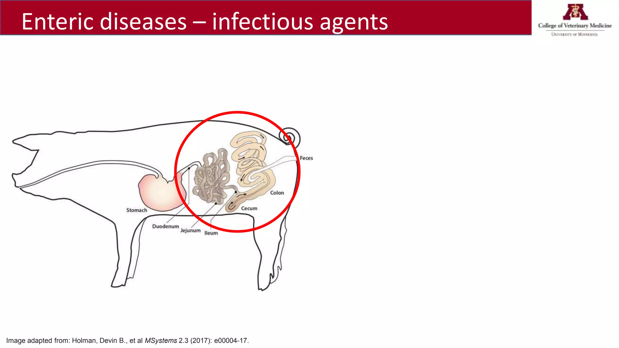 Dr. Talita Resende - Organoids as an invitro model for enteric diseases ...