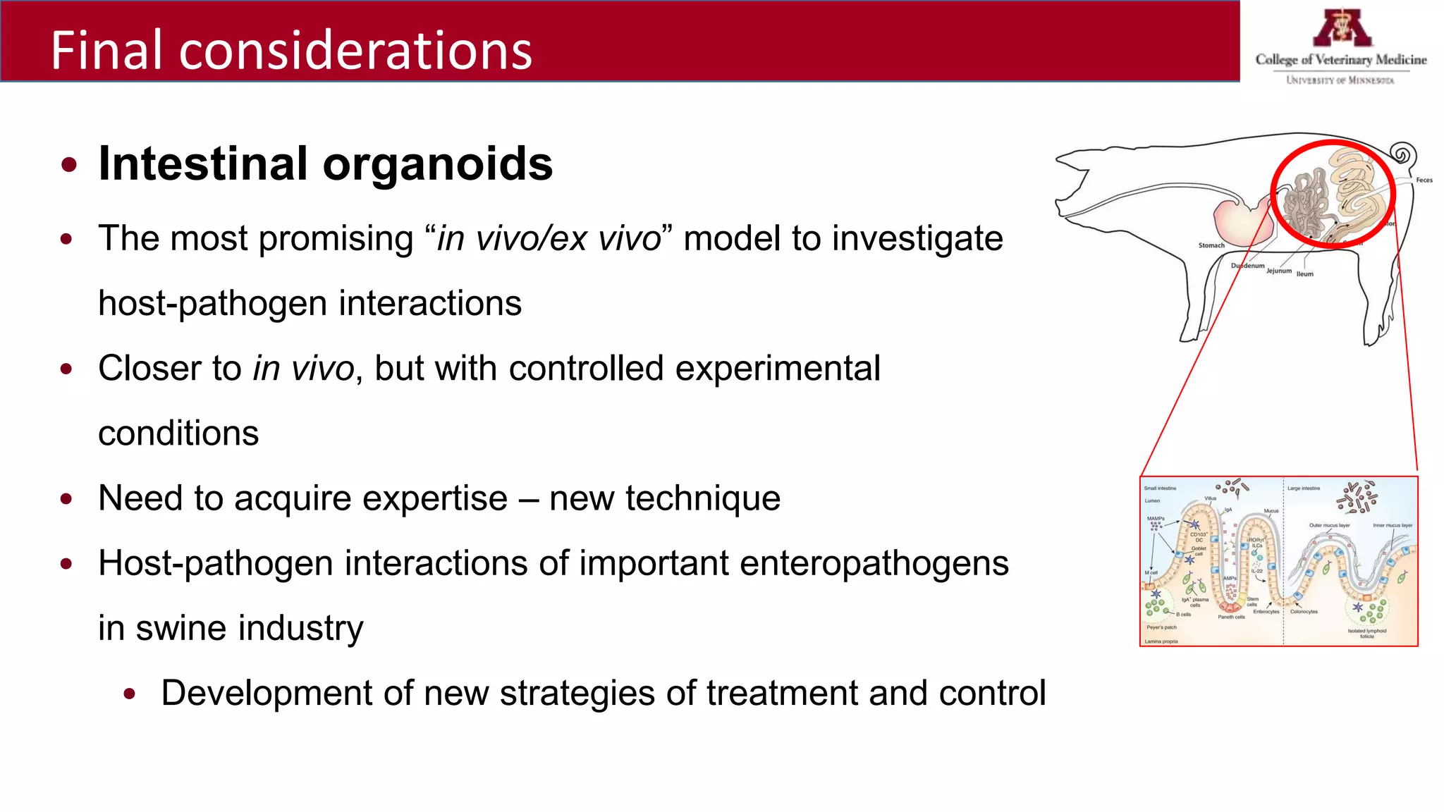 Dr. Talita Resende - Organoids as an invitro model for enteric diseases ...