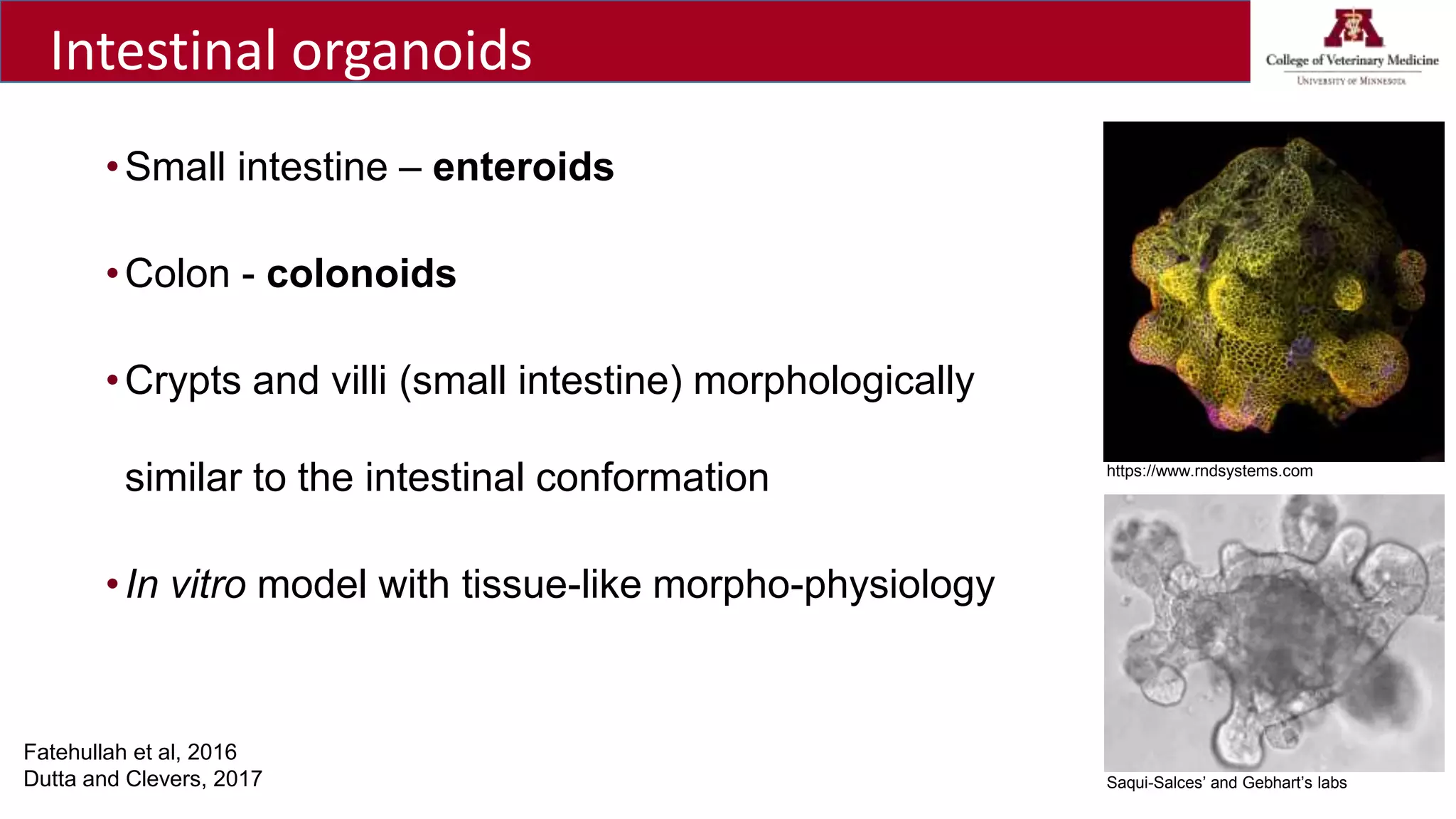 Dr. Talita Resende - Organoids as an invitro model for enteric diseases ...