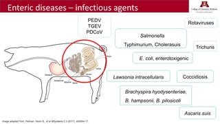 Dr. Talita Resende - Organoids as an invitro model for enteric diseases ...