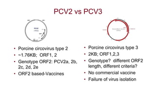 Dr. Zhen Yang - Understanding frequency of PCV3 Infection and PCV3-Associated Disease | PPTX