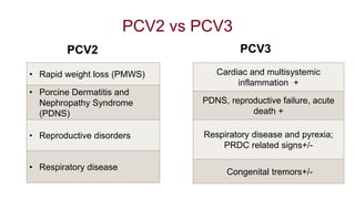 Dr. Zhen Yang - Understanding frequency of PCV3 Infection and PCV3-Associated Disease | PPTX
