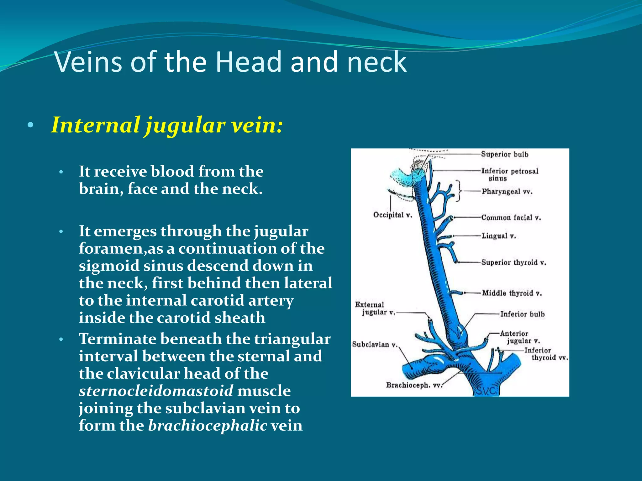 venous supply of head & neck | PPTX