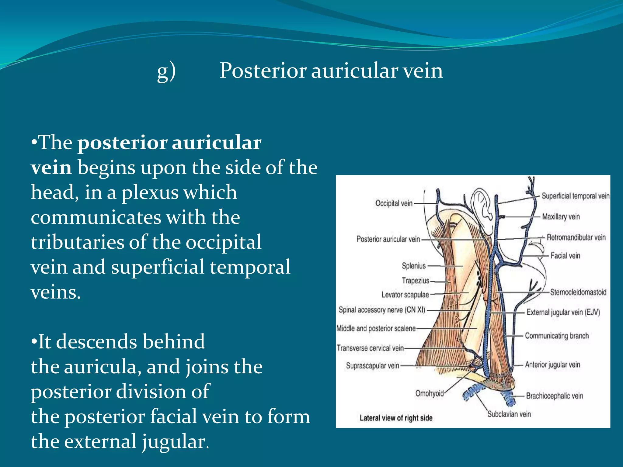 venous supply of head & neck | PPTX