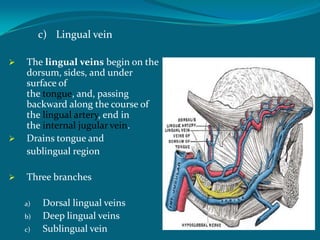 Lingual Vein