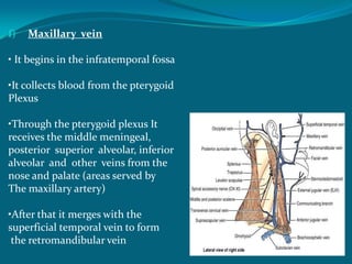 Retromandibular Vein