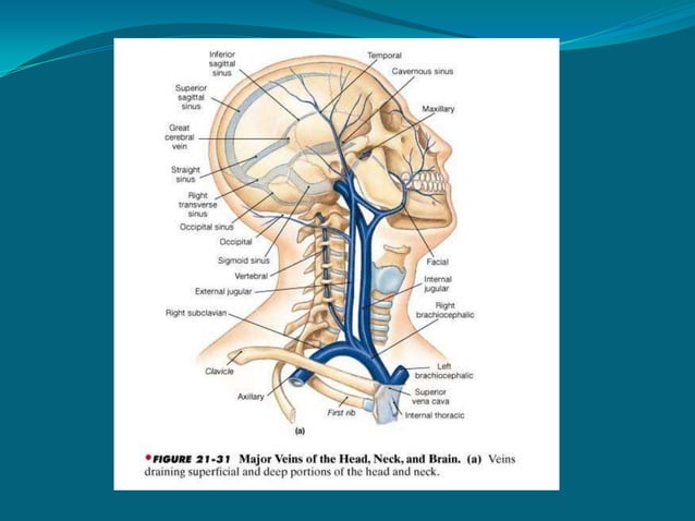 venous supply of head & neck | PPTX