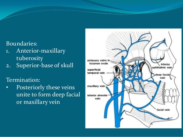 venous supply of head & neck