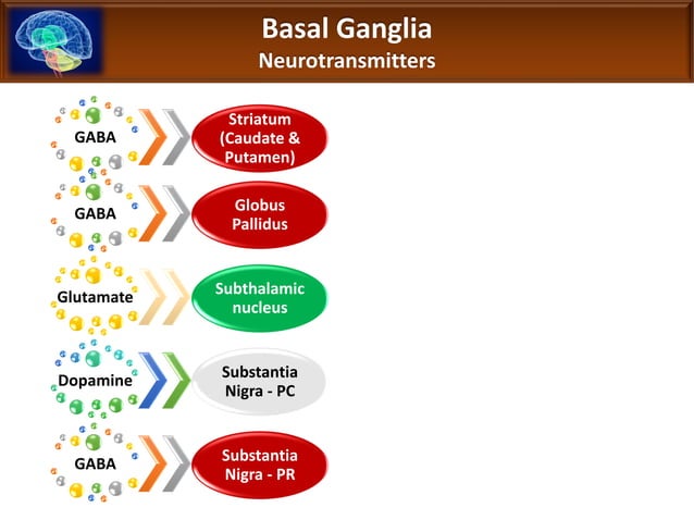 180 Basal ganglia in brain…………………………………. | PPT