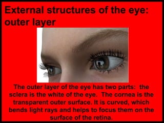 181-Anatomy-Eyes-and-Ears.ppt