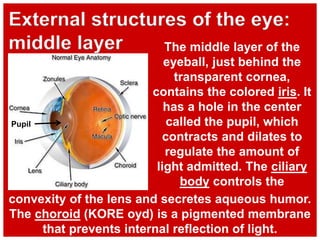 181-Anatomy-Eyes-and-Ears.ppt