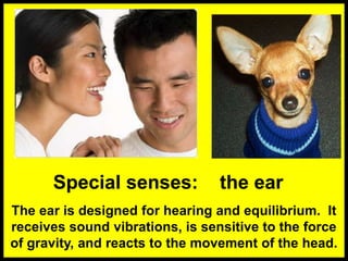 181-Anatomy-Eyes-and-Ears.ppt