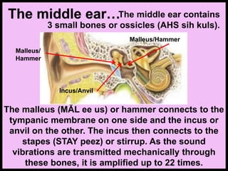 181-Anatomy-Eyes-and-Ears.ppt