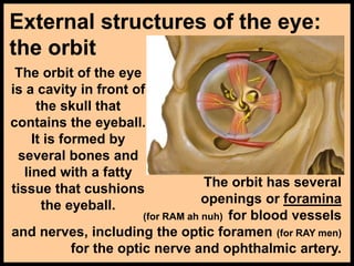 181-Anatomy-Eyes-and-Ears.ppt