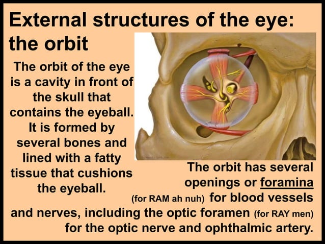 181-Anatomy-Eyes-and-Ears.ppt