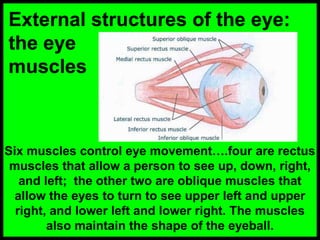 181-Anatomy-Eyes-and-Ears.ppt